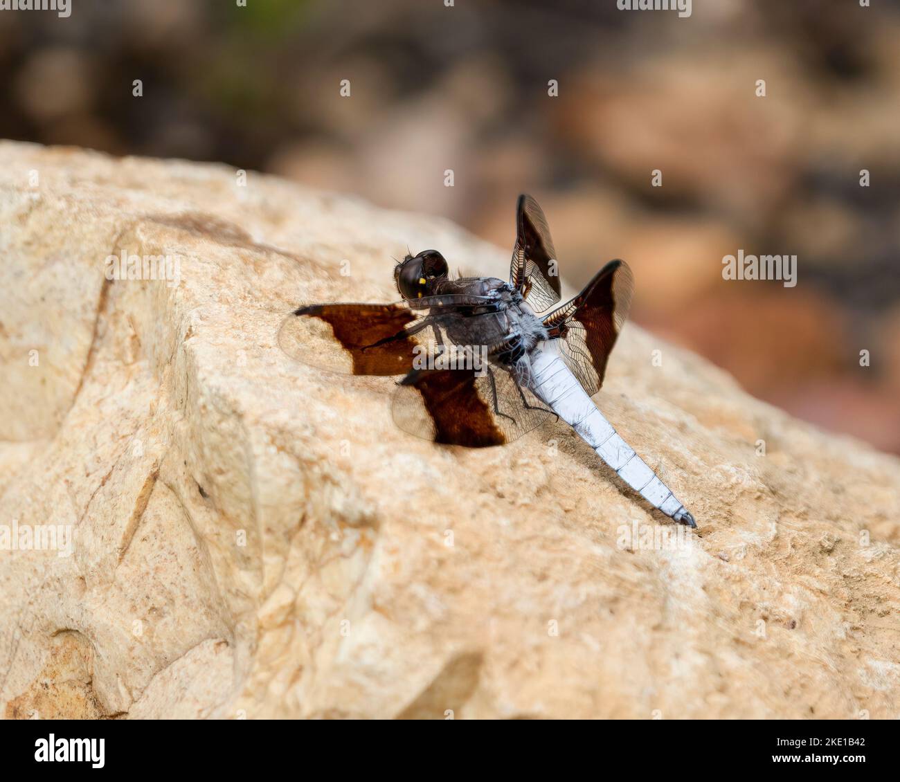 A closeup of a Male Common Whitetail Skimmer (Plathemis lydia) on the ... A closeup of a Male Common Whitetail Skimmer (Plathemis lydia) on the ...