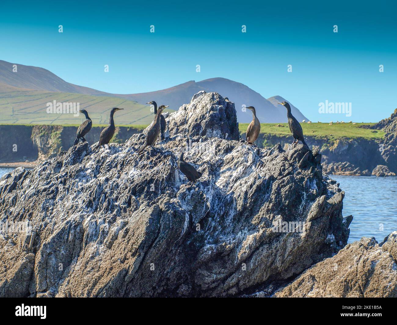 Flock of cormorants on a cliff with Blasket island in the background ...
