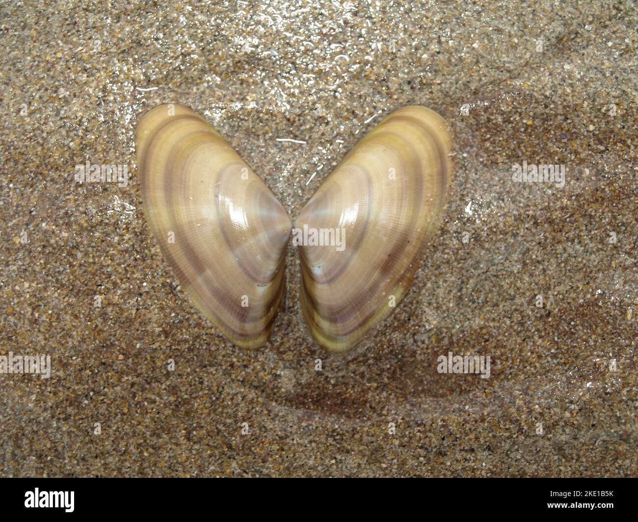 Butterfly shaped shell hi-res stock photography and images - Alamy