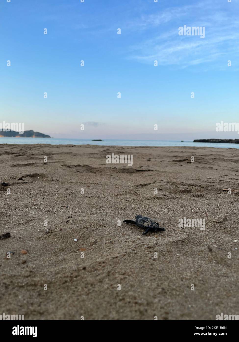 A vertical shot of a baby turtle crawling on the sand of a beach Stock ...