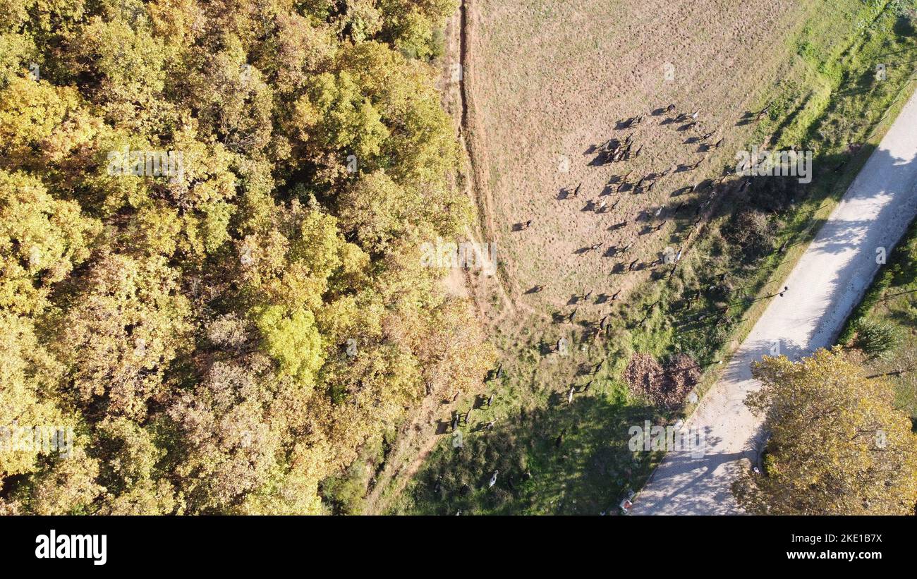 An aerial view of an open field and a small forest located on the side ...