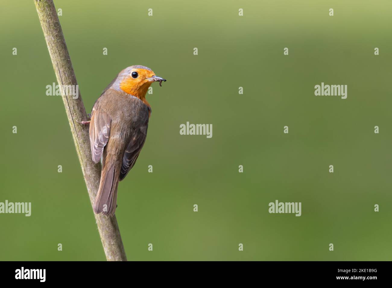 Cute british wildlife hi-res stock photography and images - Alamy