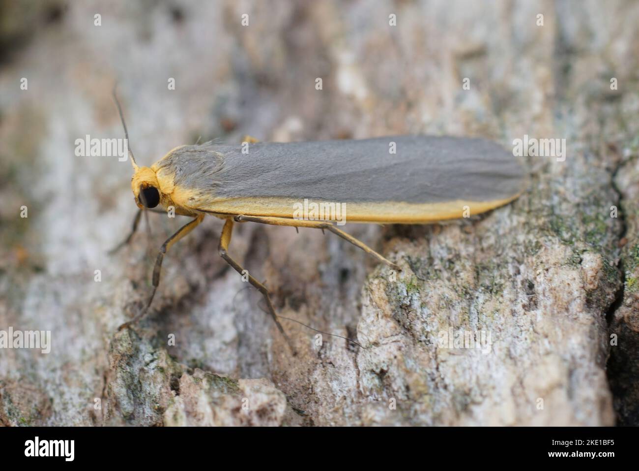 detailed closeup on a Common footman moth, Eilema lurideola, sitting on ...