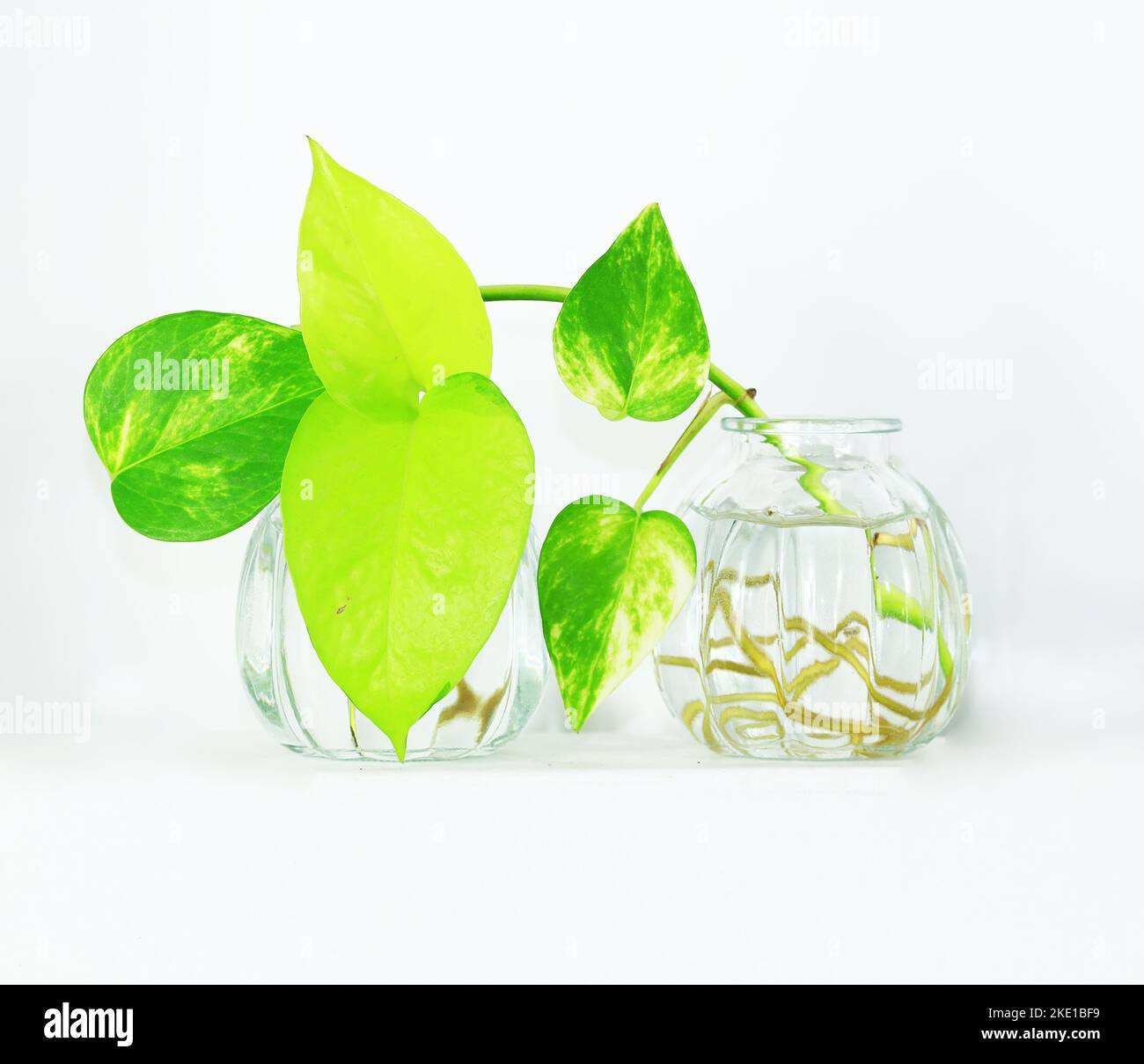 The propagating pothos houseplants in a transparent glass Stock Photo ...