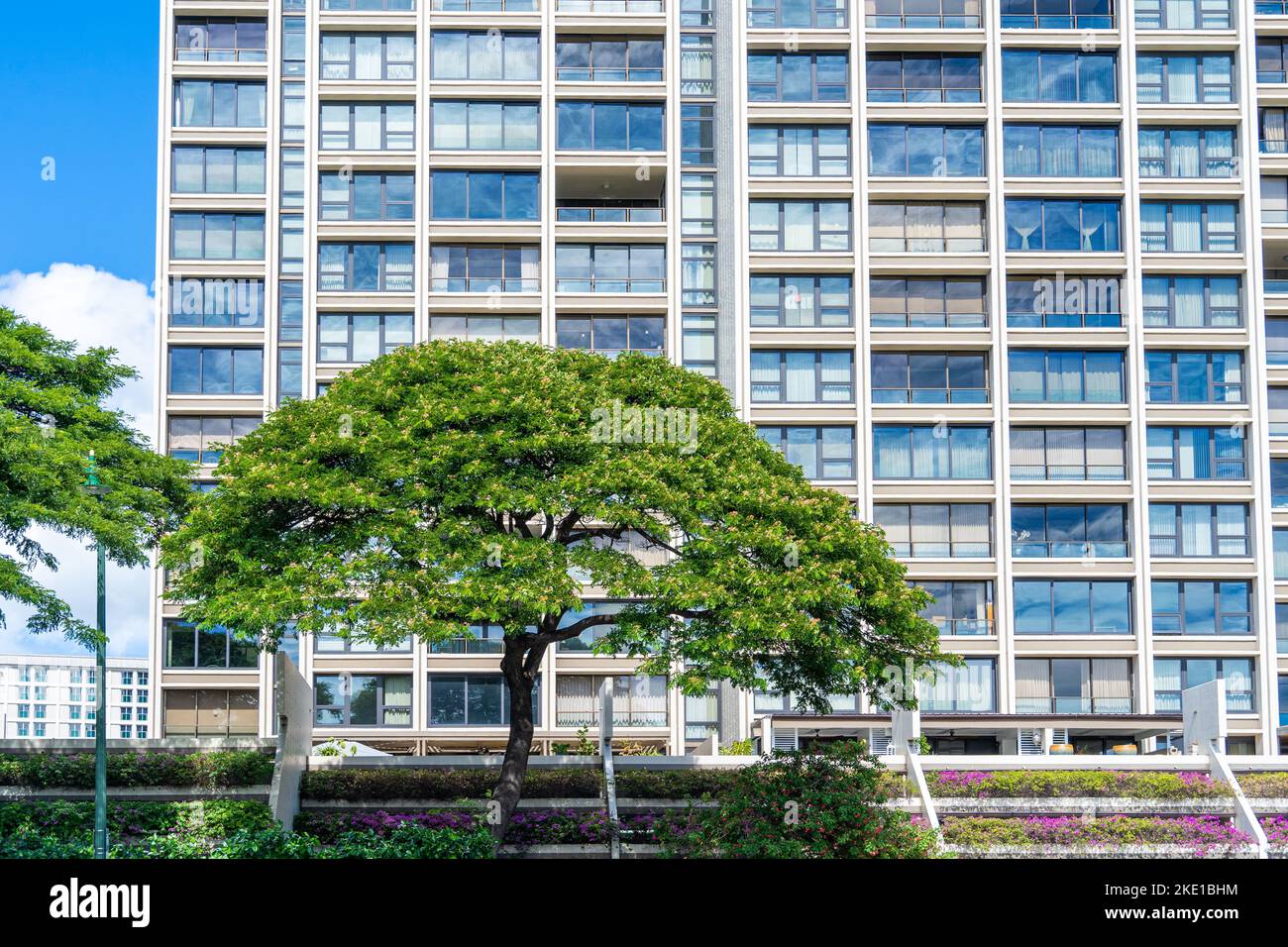 Front on view tree hi-res stock photography and images - Alamy