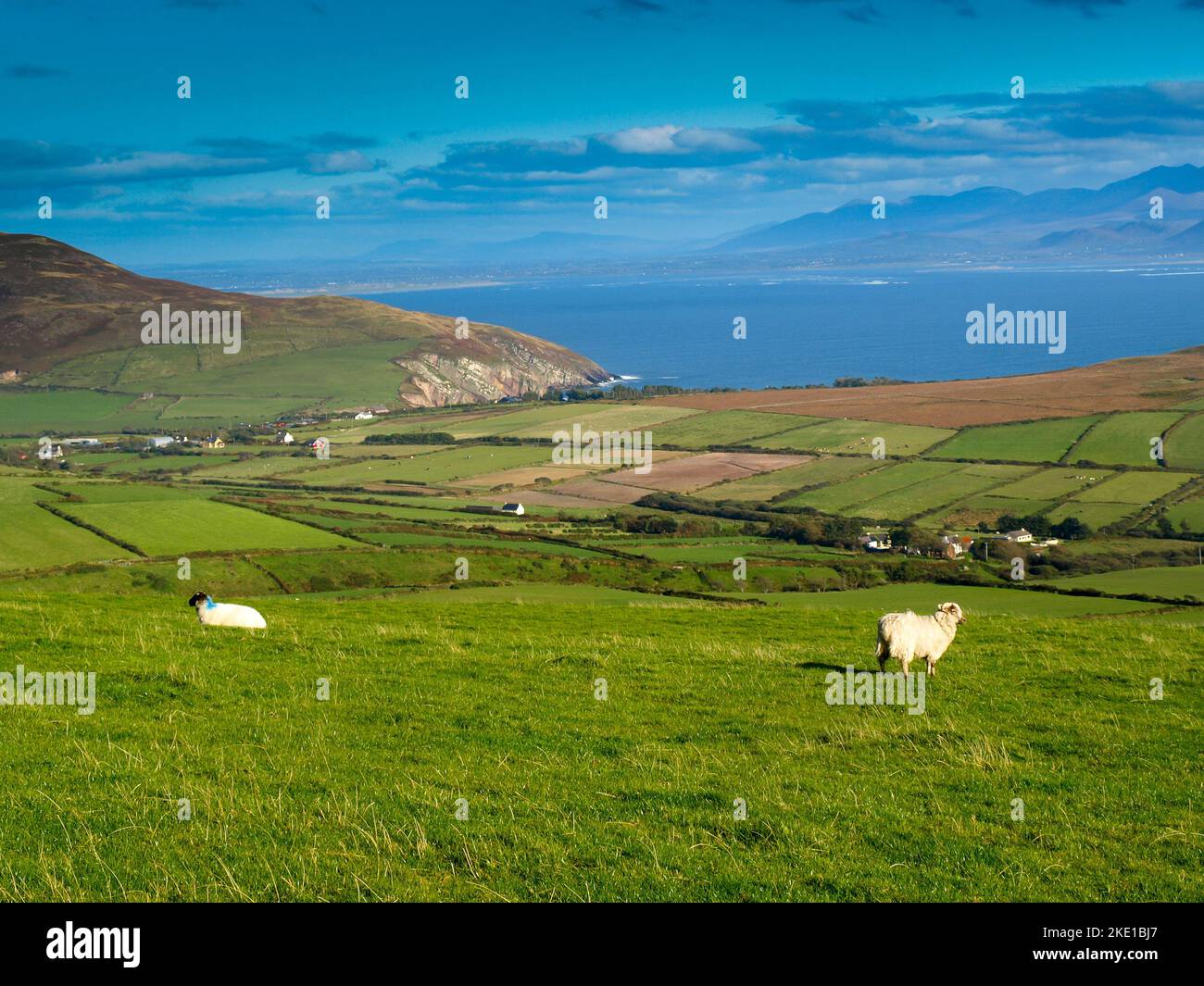 View from the Dingle Peninsula to the Iveragh peninsula with green ...