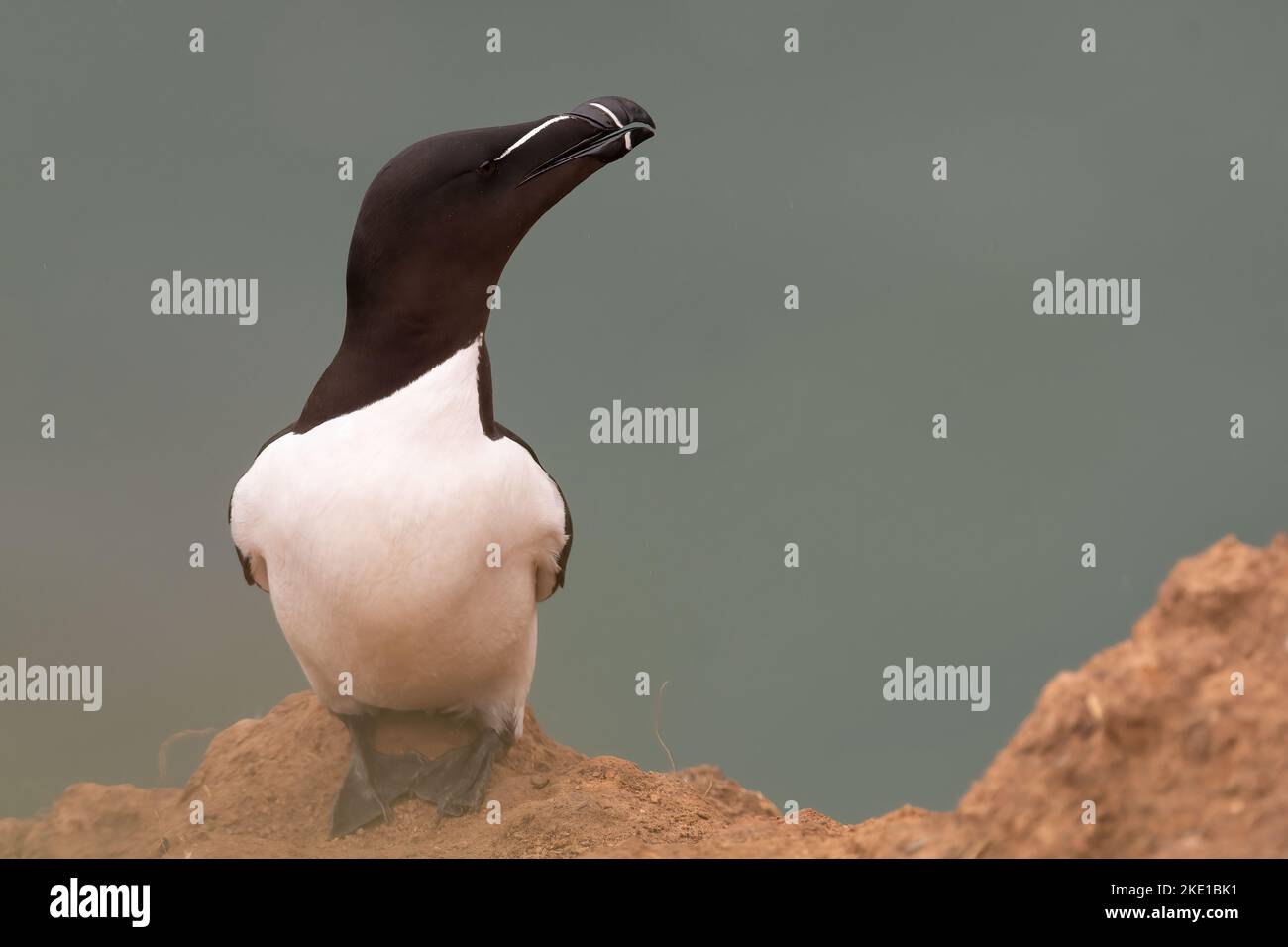 Razorbill, Bempton Cliffs, Yorkshire Stock Photo - Alamy