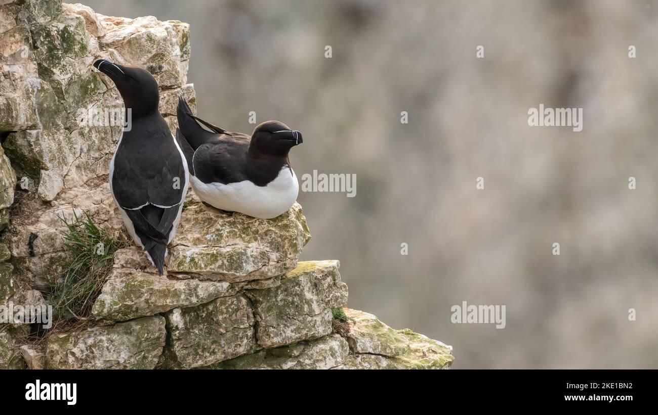 Cliff nesting birds hi-res stock photography and images - Alamy