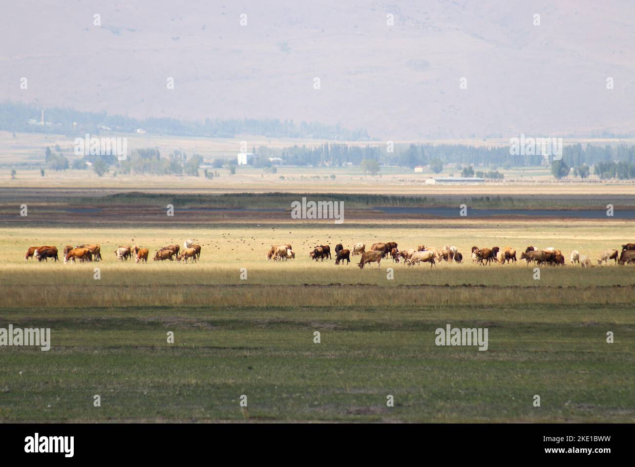 Animal husbandry in Anatolian lands. Sheep grazing on the plain. Flat ...
