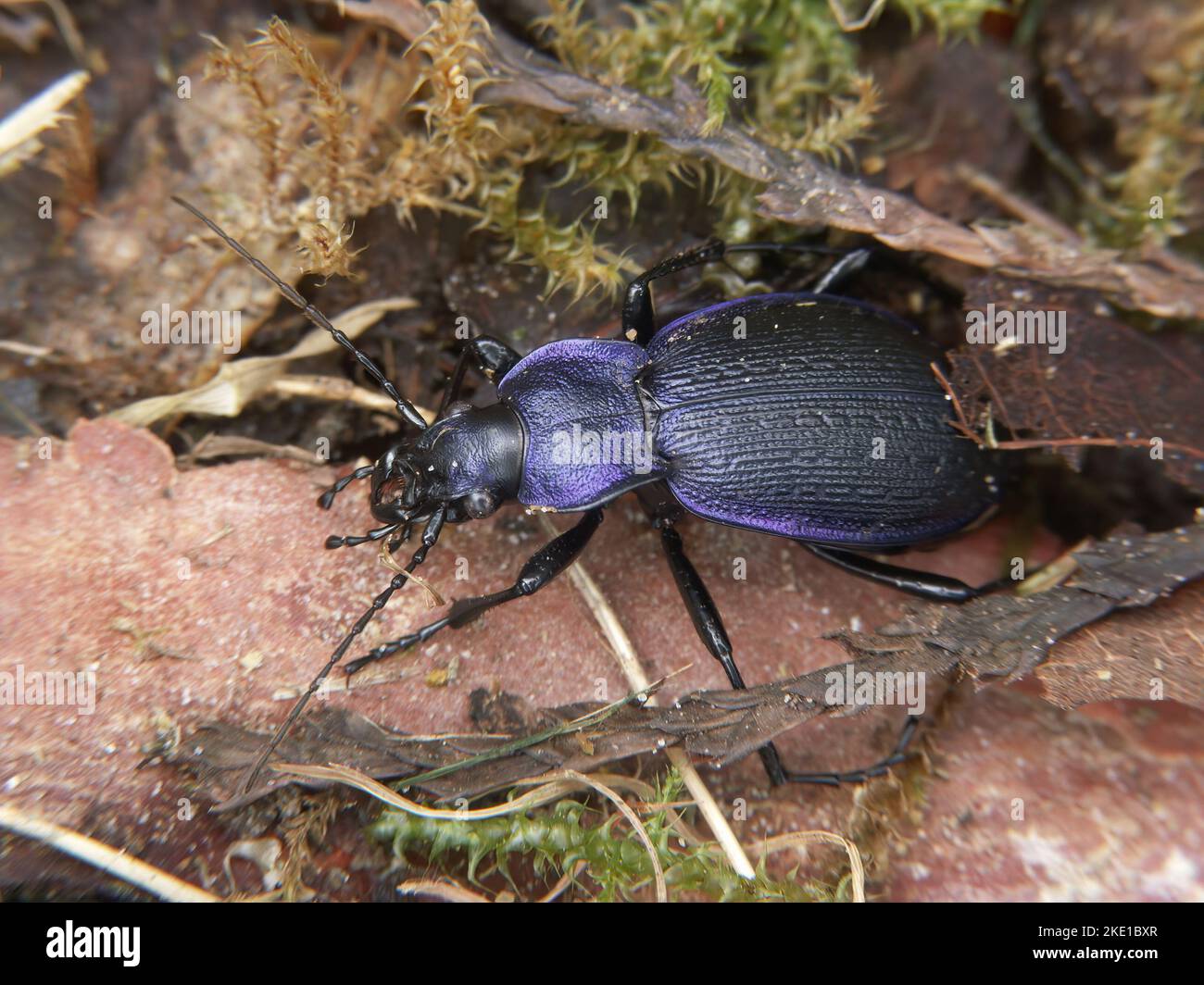A closeup of Carabus problematicus beetle in the garden Stock Photo - Alamy