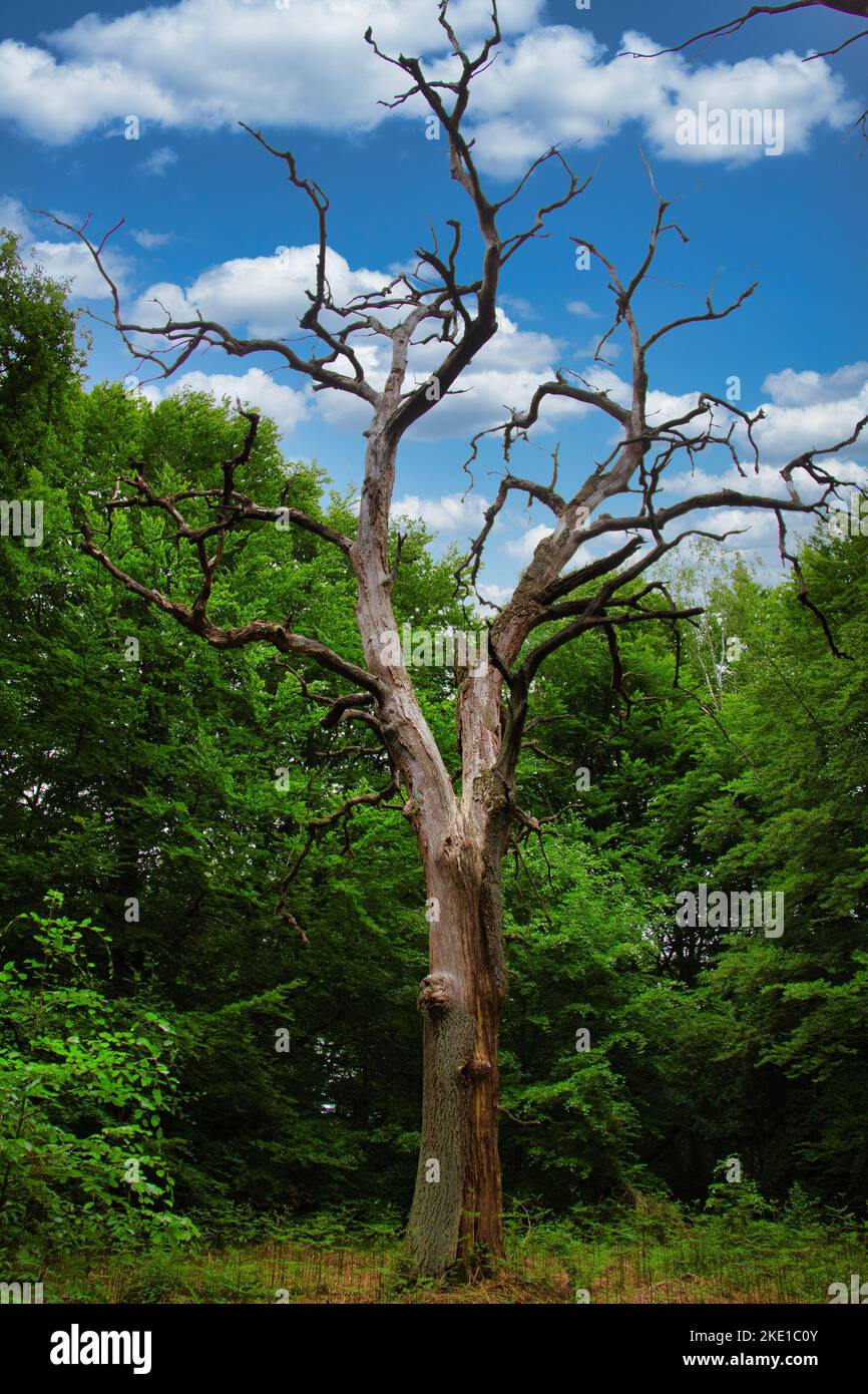 A dead tree is standing in the forest under a blue cloudy sky Stock ...