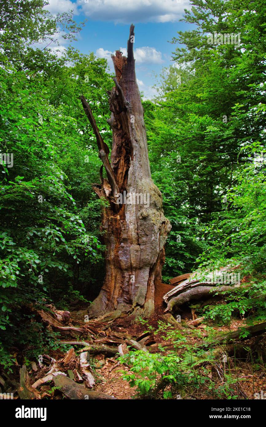 Dead_tree hi-res stock photography and images - Alamy