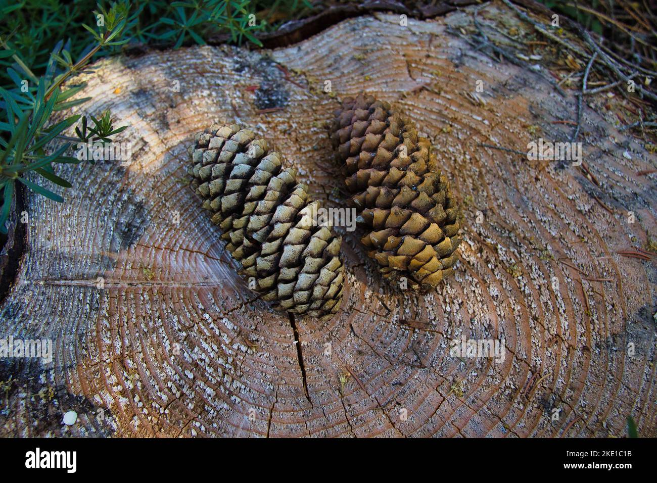 two pinecones lying on a tree stump Stock Photo - Alamy