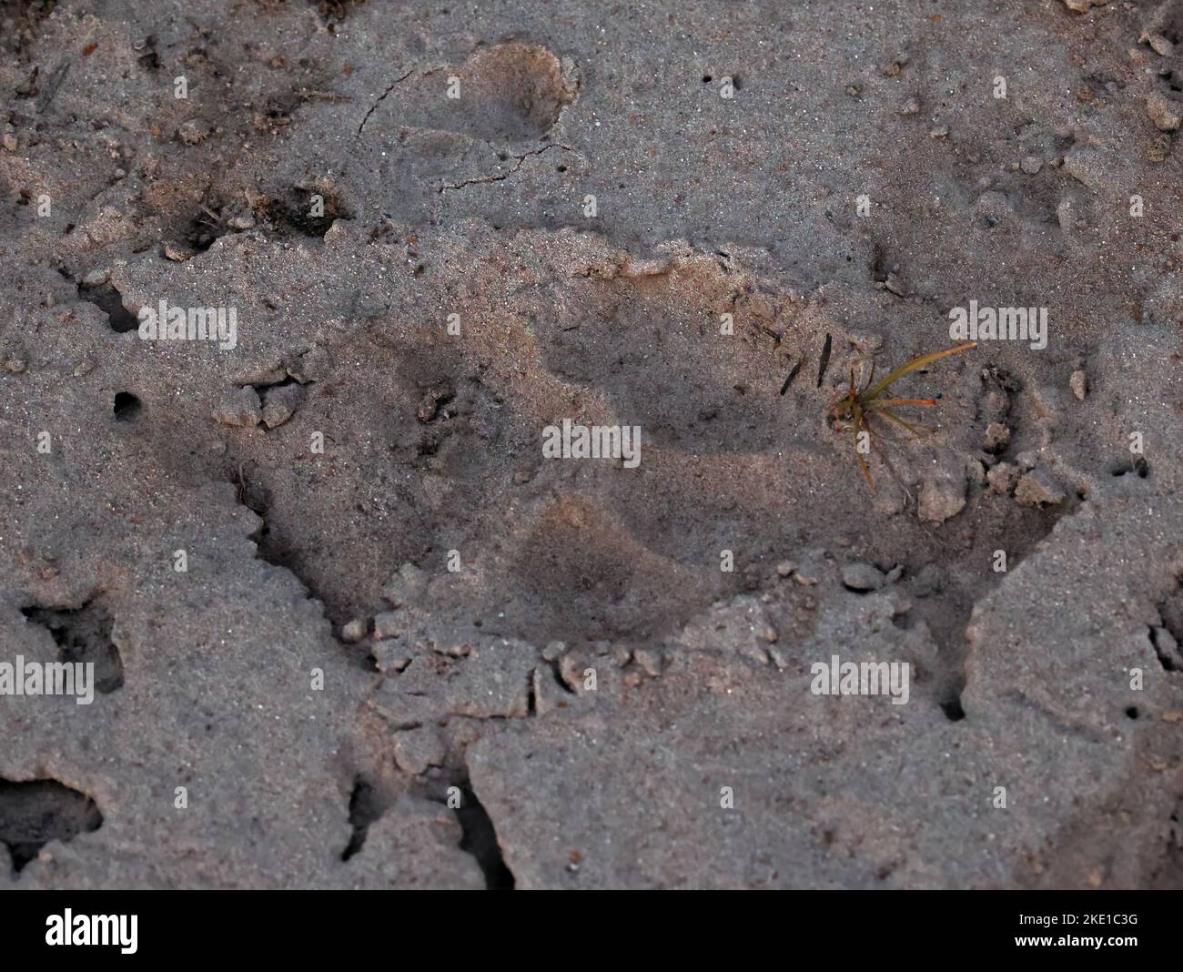 Jaguar (Panthera onca) foot print on dusty track Rio azul, Brazil. July ...