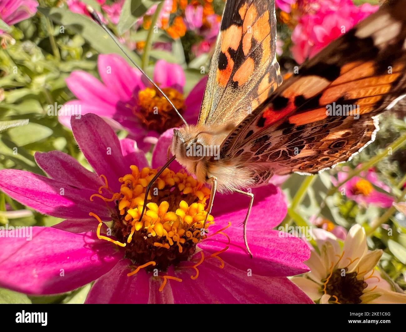Beautiful little orange butterfly on a purple flower in macro Stock ...