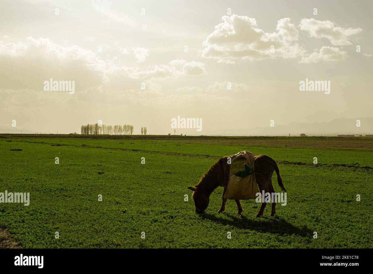 Farmland landscape. A shepherd's donkey grazing in the greenery. Taken ...