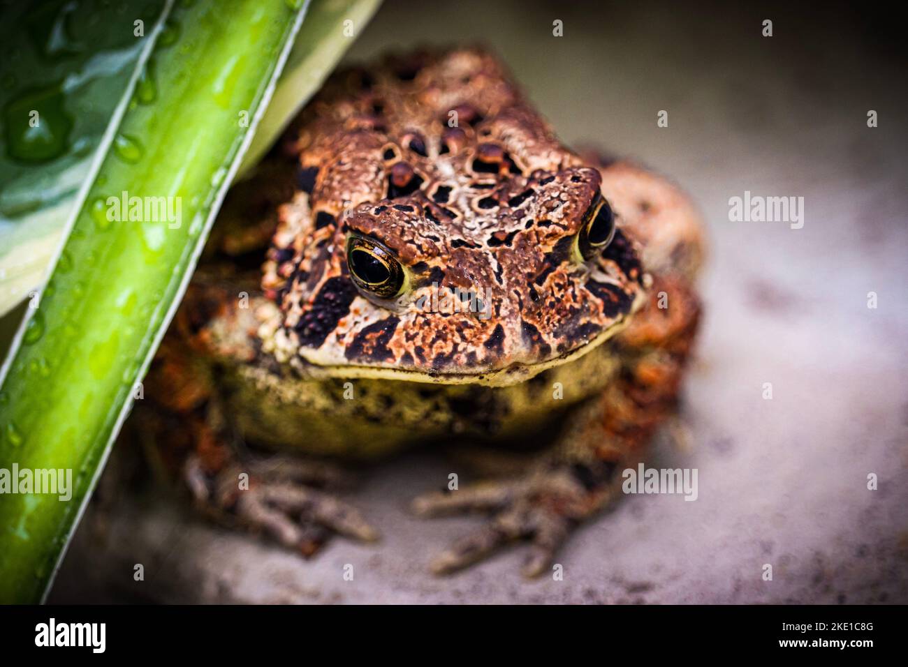 A shallow focus shot of an American brown speckled toad sitting on a stone under big green leaf ...