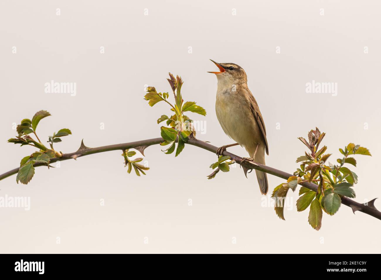 Sedge warbler singing on a branch Stock Photo - Alamy