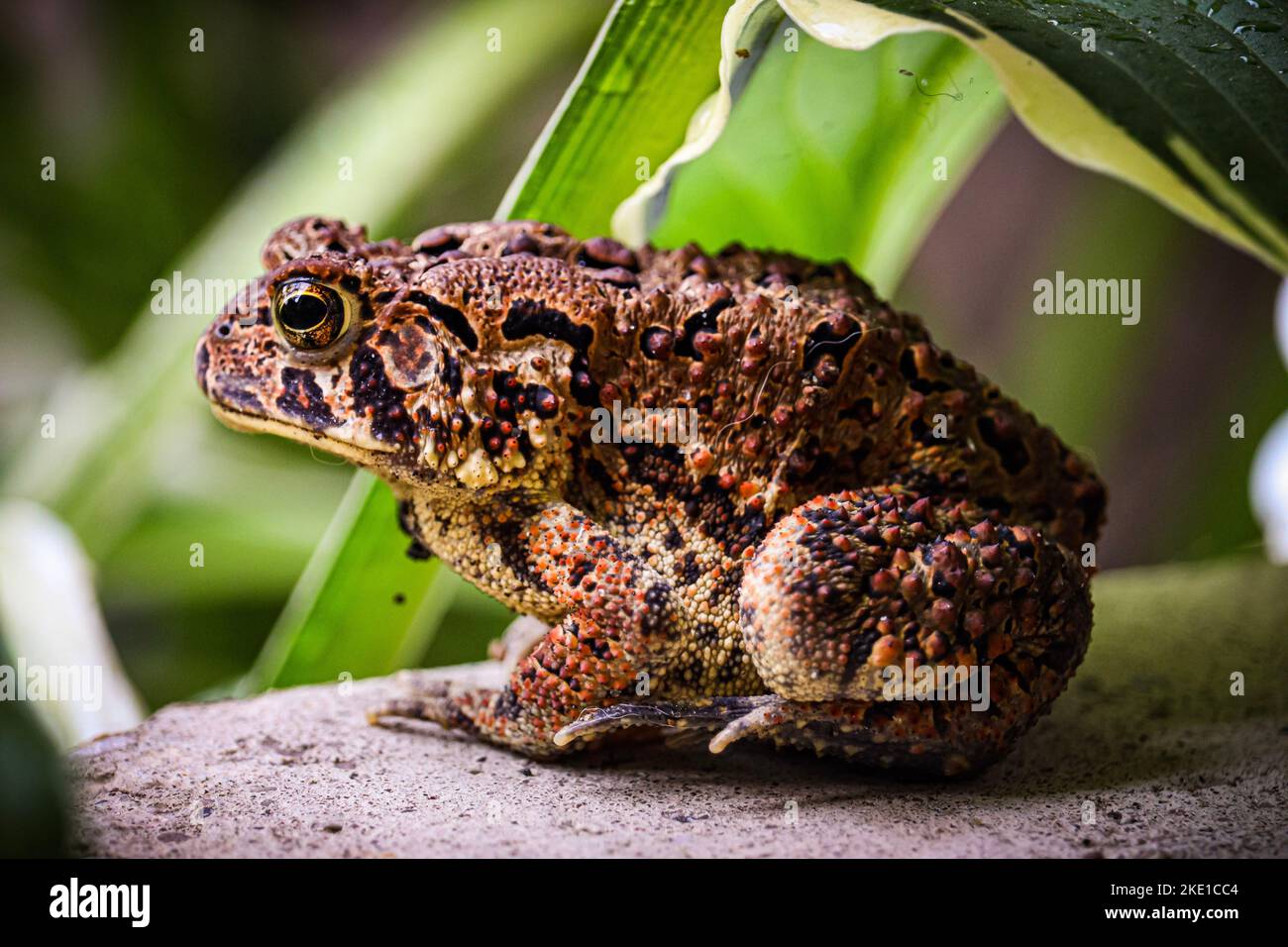 Speckled Toad