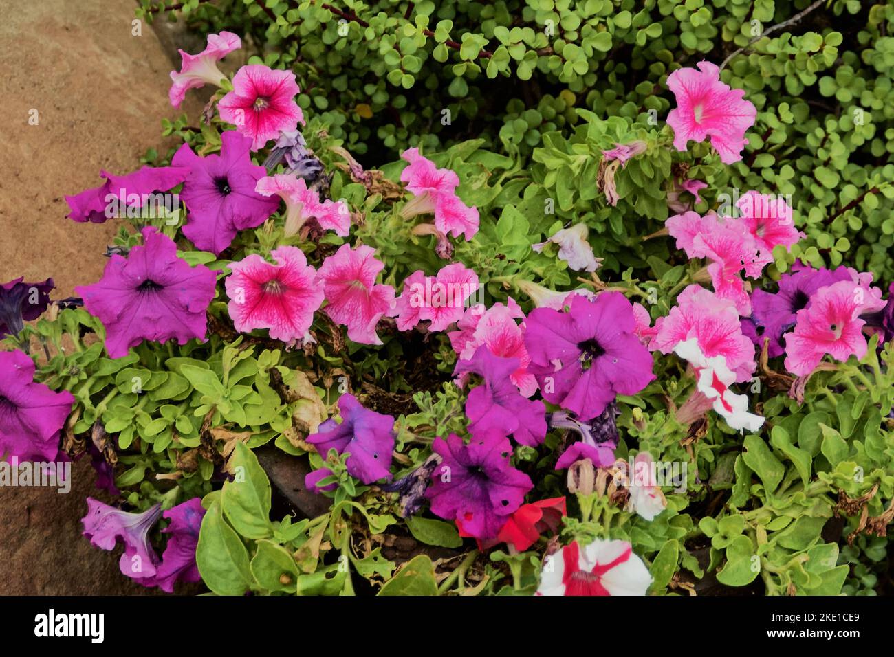 Petunia ,Petunias in the ground, Petunia earth, petunias of colors ...
