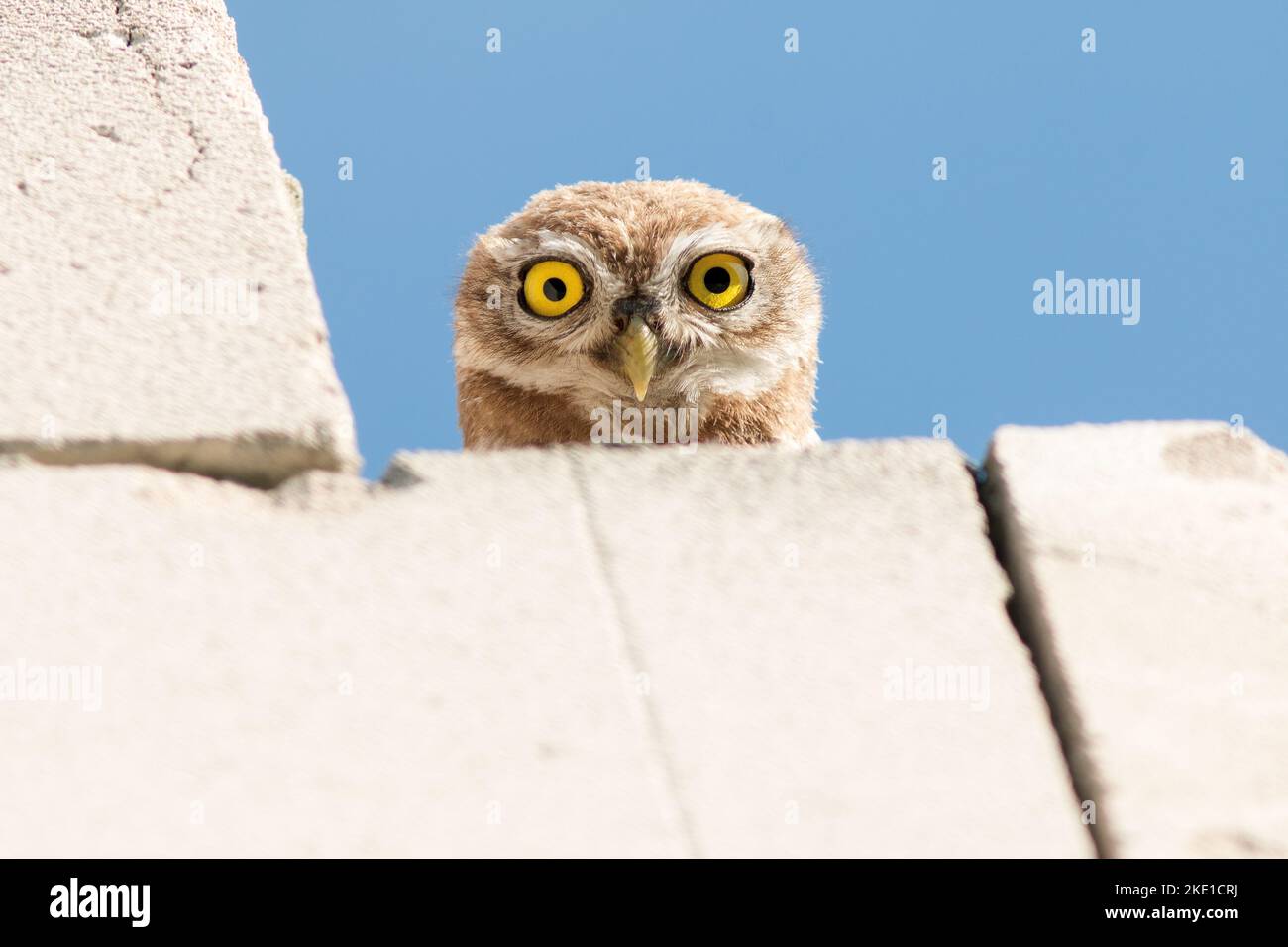 A little owl standing on an edge of stone looking down under blue sky ...