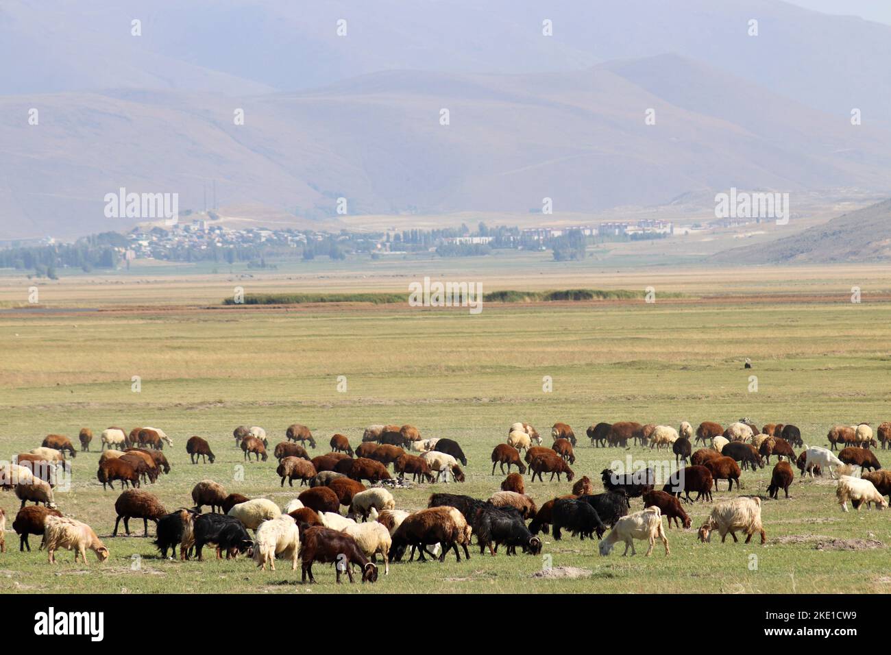 Animal husbandry in Anatolian lands. Sheep grazing on the plain. Flat ...