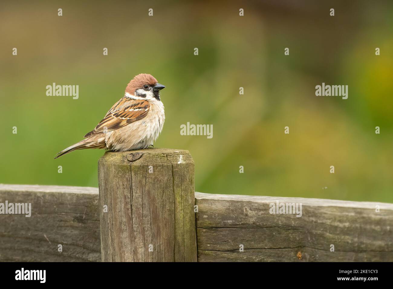 Tree sparrow on a fence, Yorkshire, UK Stock Photo - Alamy