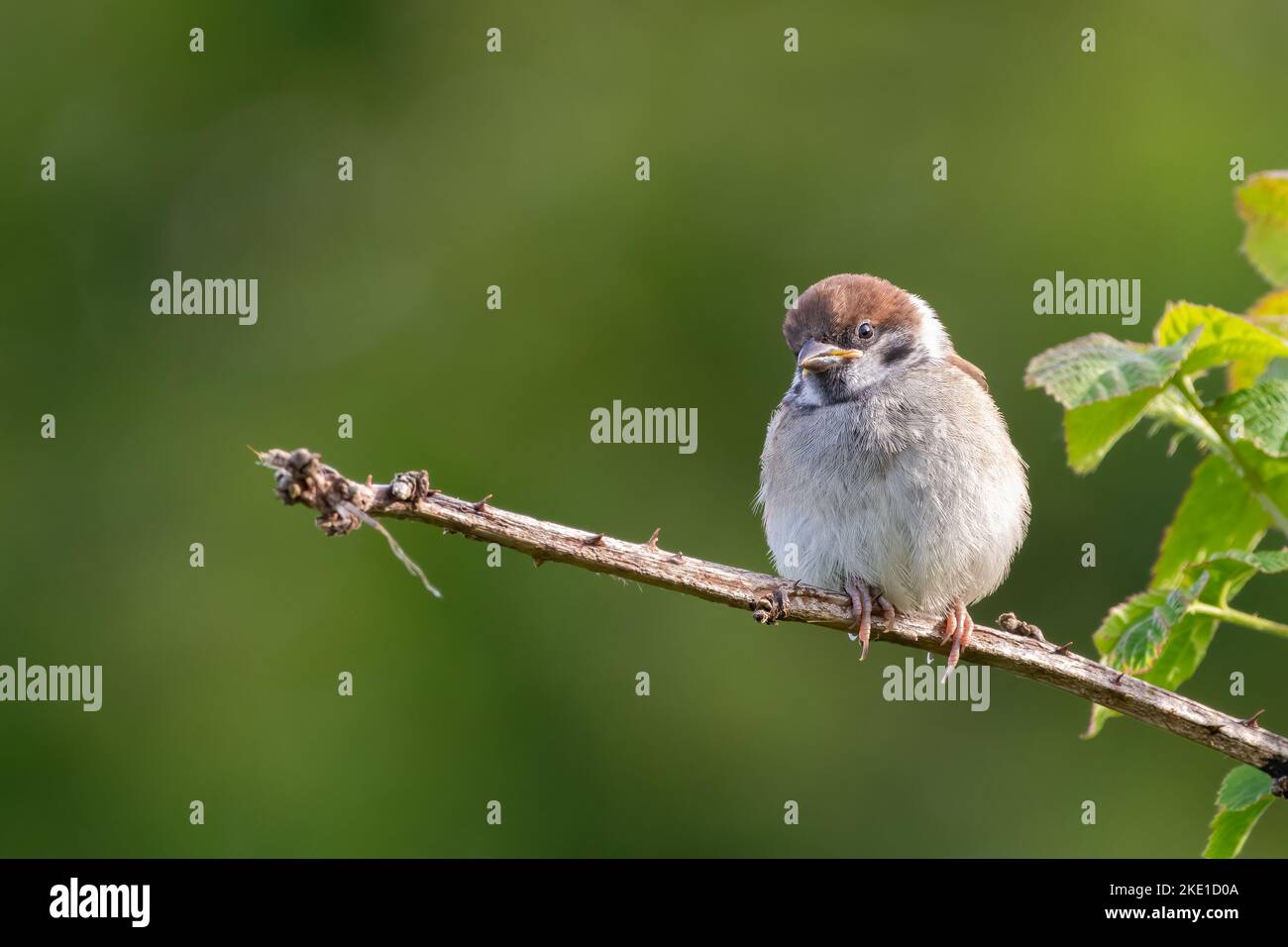 Young tree sparrow, Bempton, Yorkshire Stock Photo - Alamy Young tree sparrow, Bempton, Yorkshire Stock Photo - Alamy