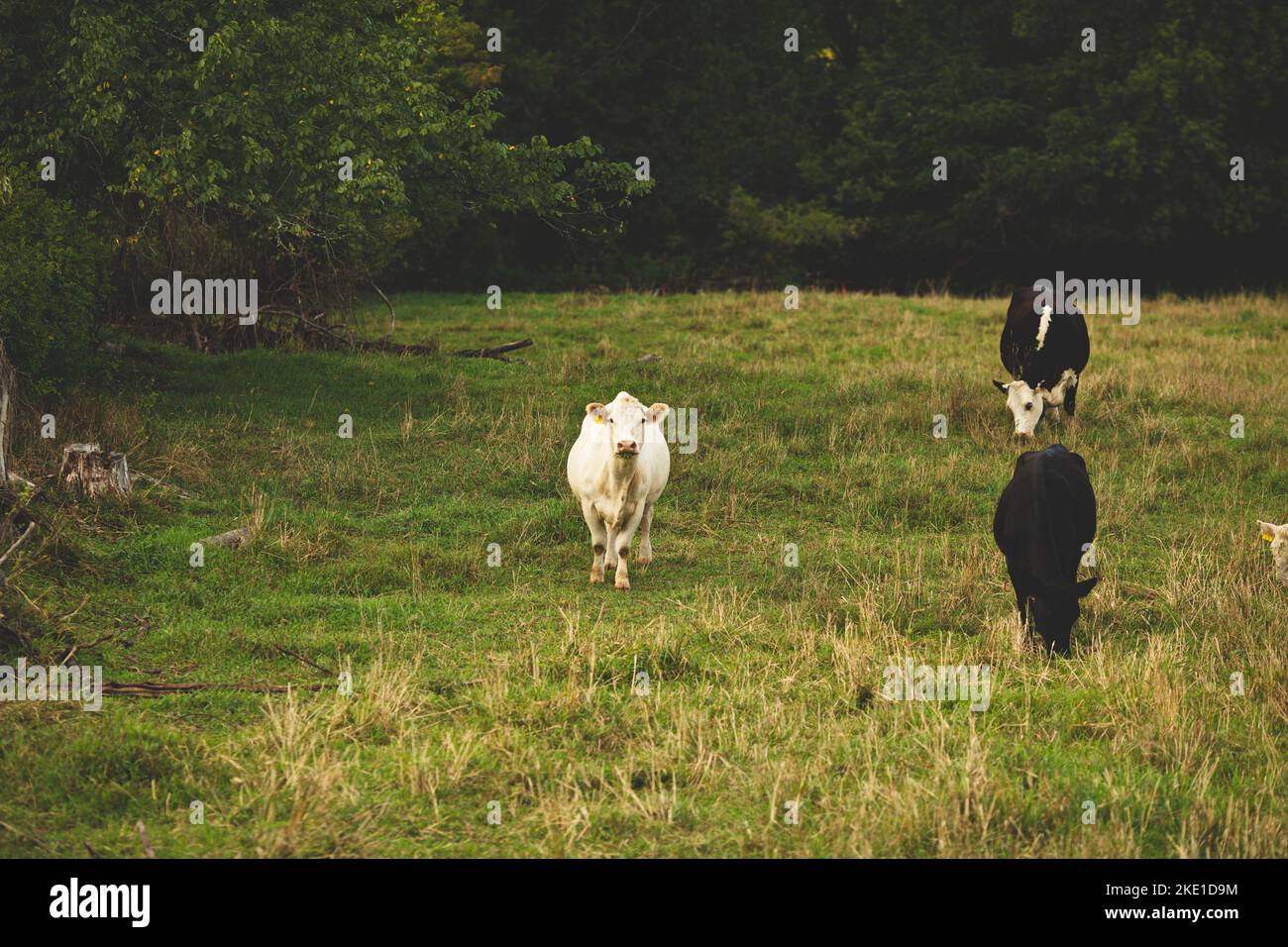 Cows in a pasture field in Ontario Canada surrounded by vegetation ...