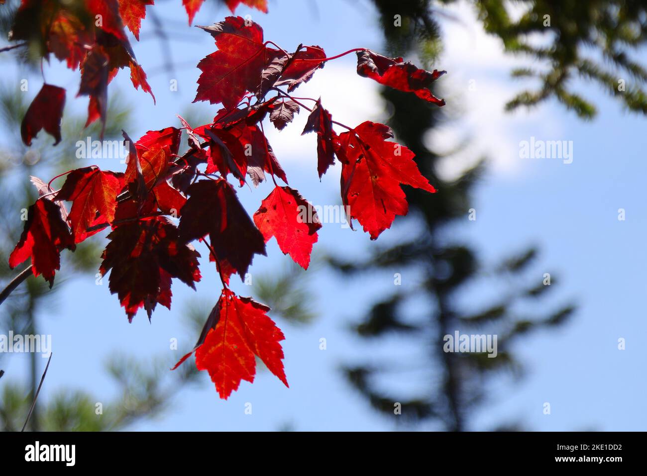 Red leaves in summer on the Gaspesie Peninsula in Canada Stock Photo ...