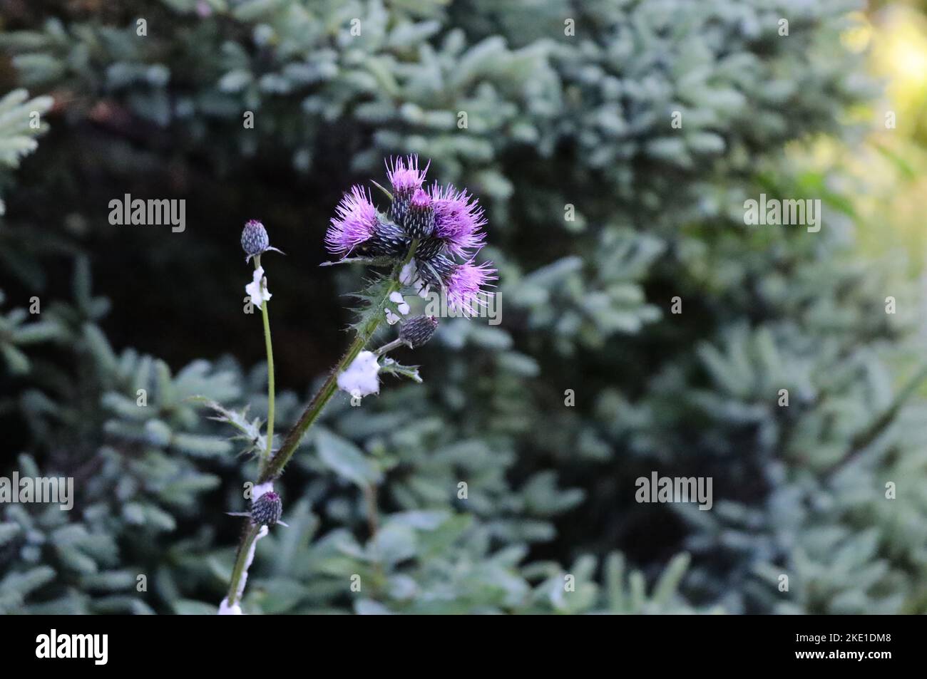 Wildflowers of Nova Scotia, Canada Stock Photo - Alamy