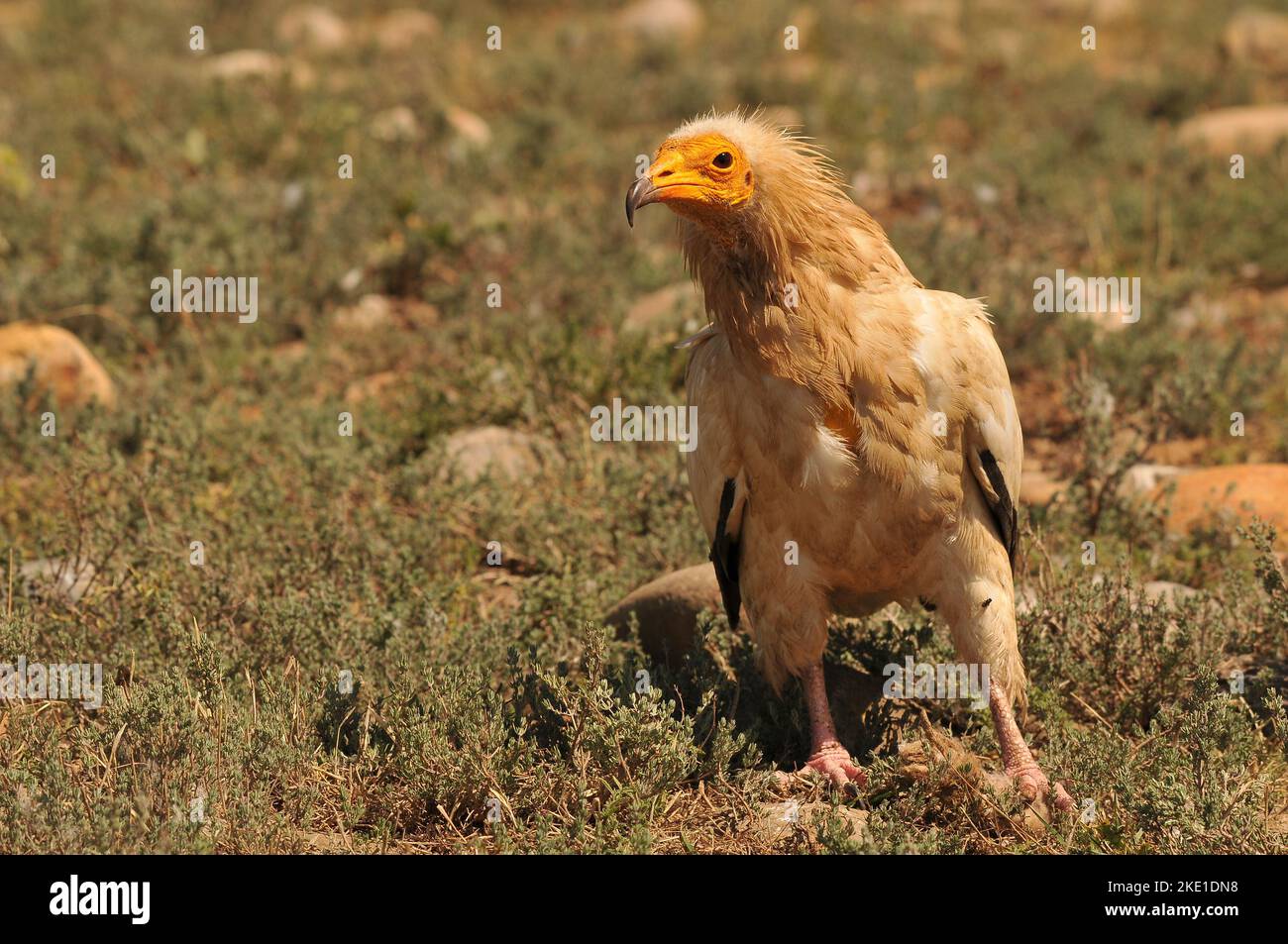 A closeup shot of a brown Egyptian vulture with a yellow face standing ...
