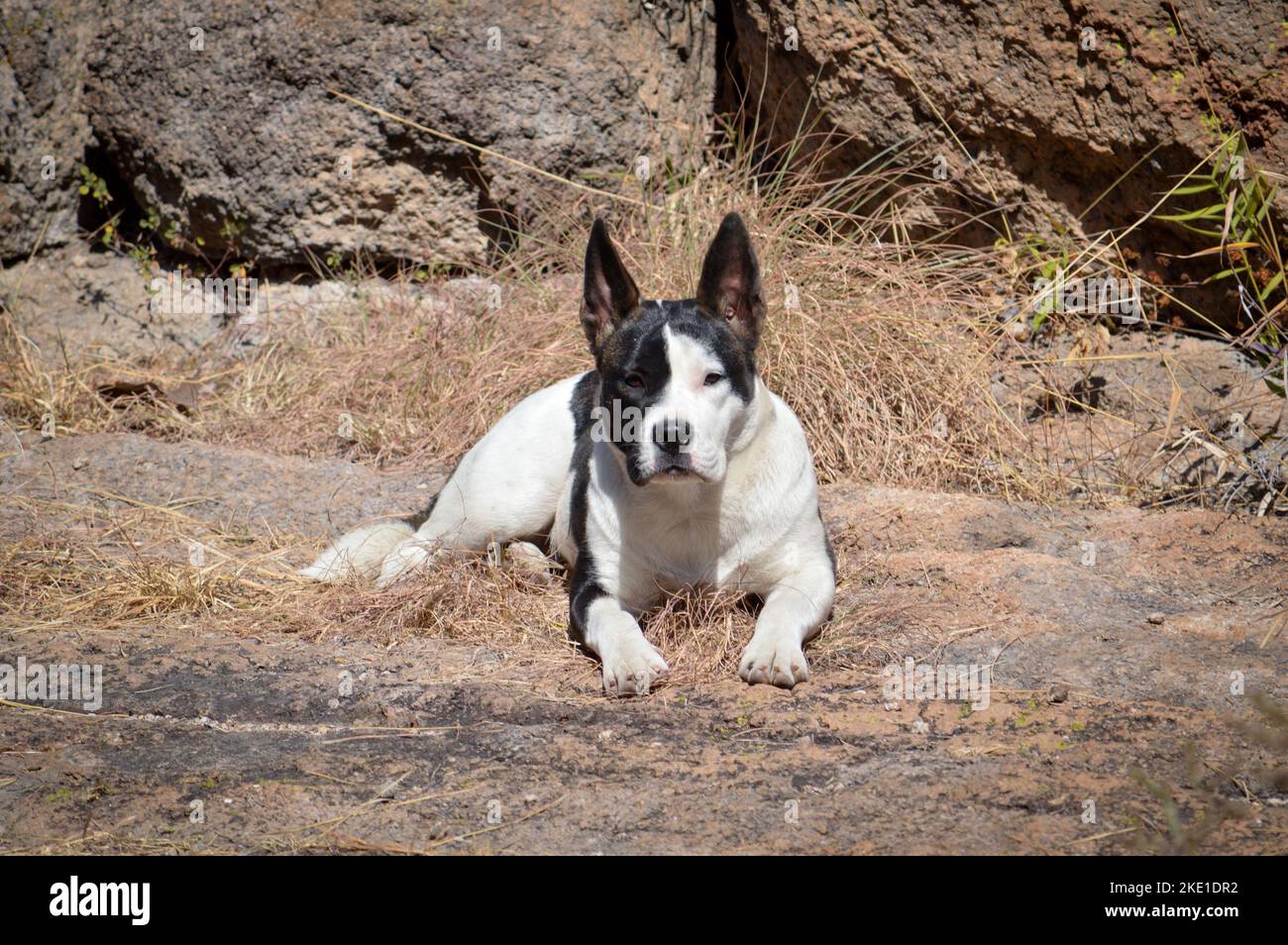 The Front view of black and white Staffordshire terrier dog sitting on ...