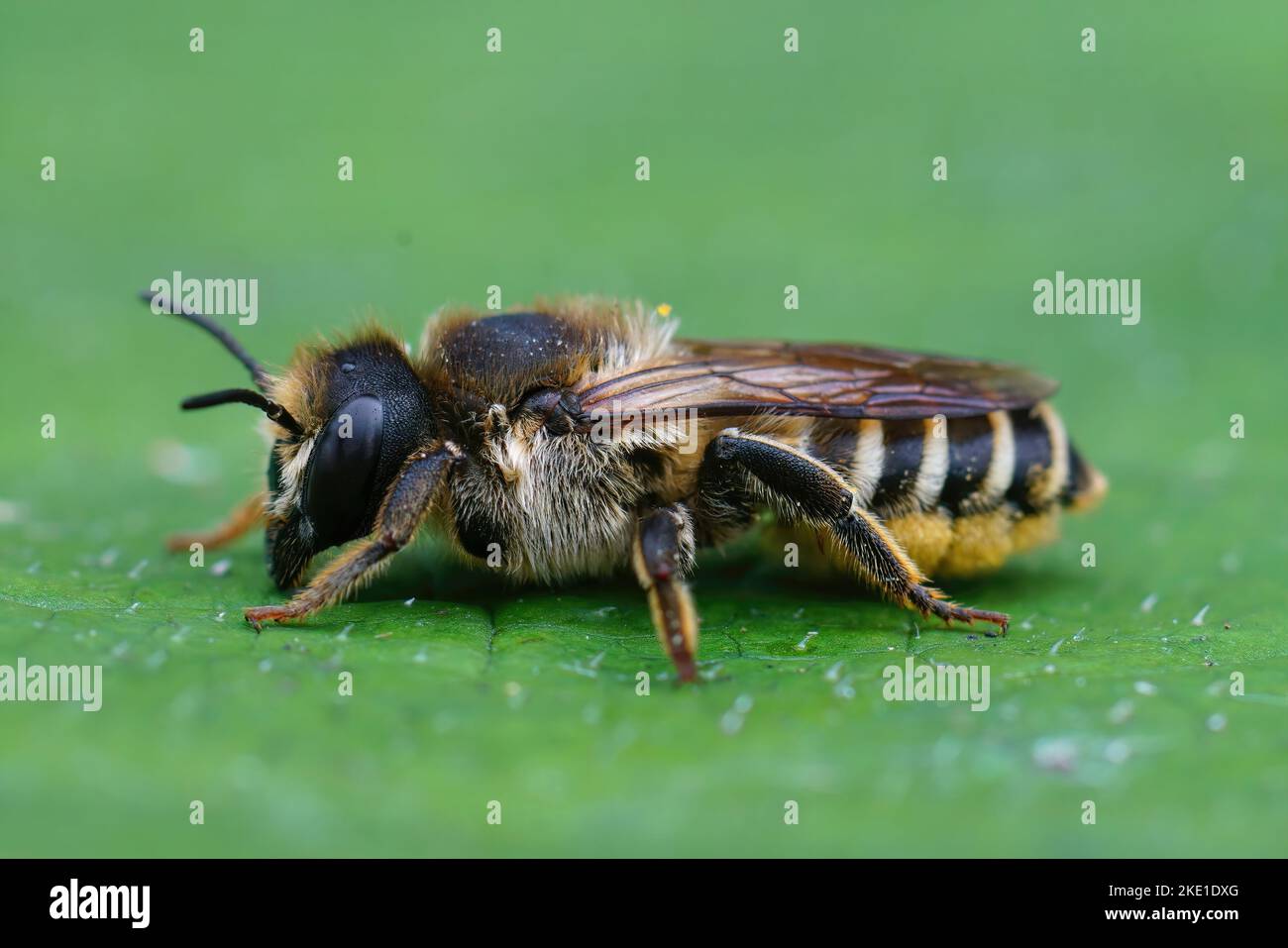 Natural closeup of a female leafcutter bee , Megachile ericetorum ...