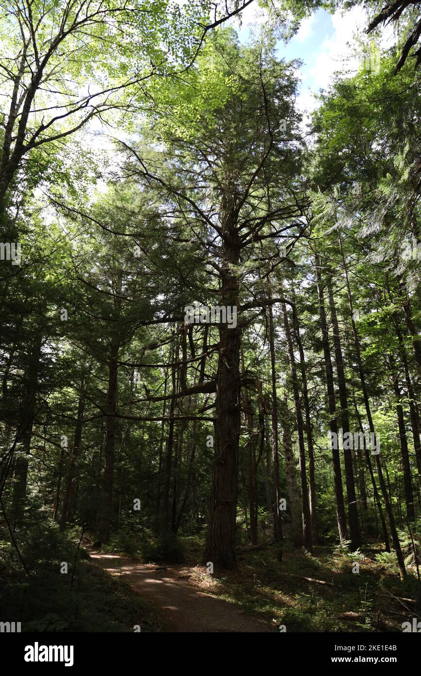 The ancient pine trees of Kejimkujik National Park Stock Photo - Alamy