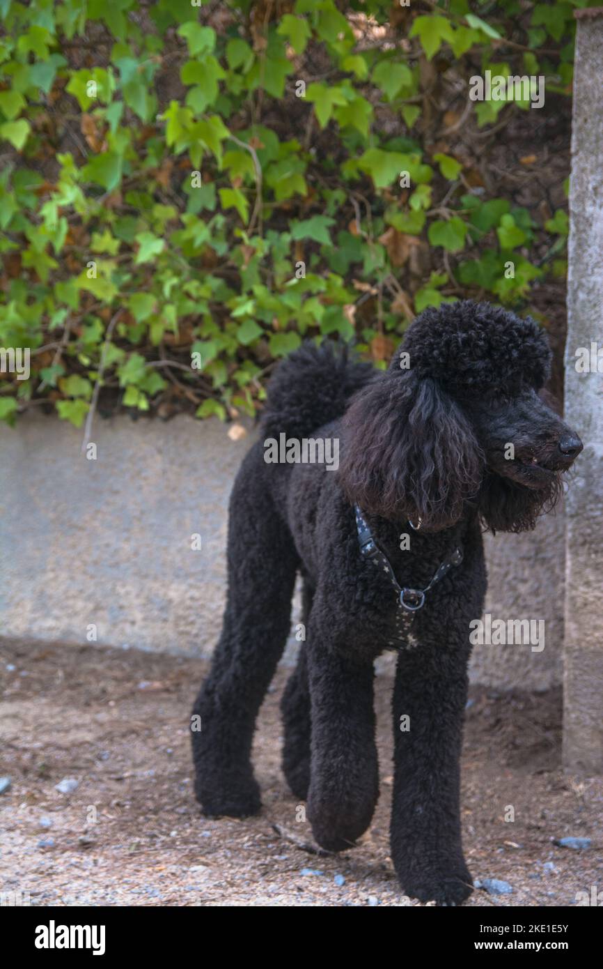Giant poodles hi-res stock photography and images - Alamy