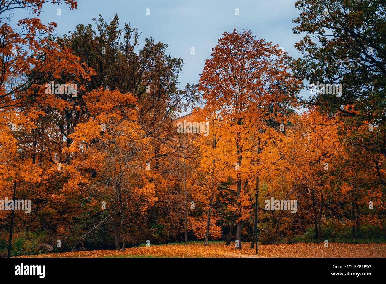 The beautiful autumn colors in a forest Stock Photo - Alamy