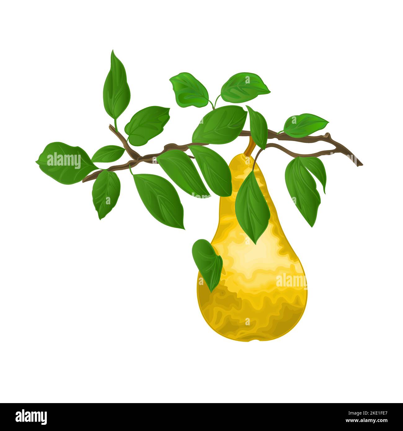 Pear tree leaves Stock Vector Images - Alamy