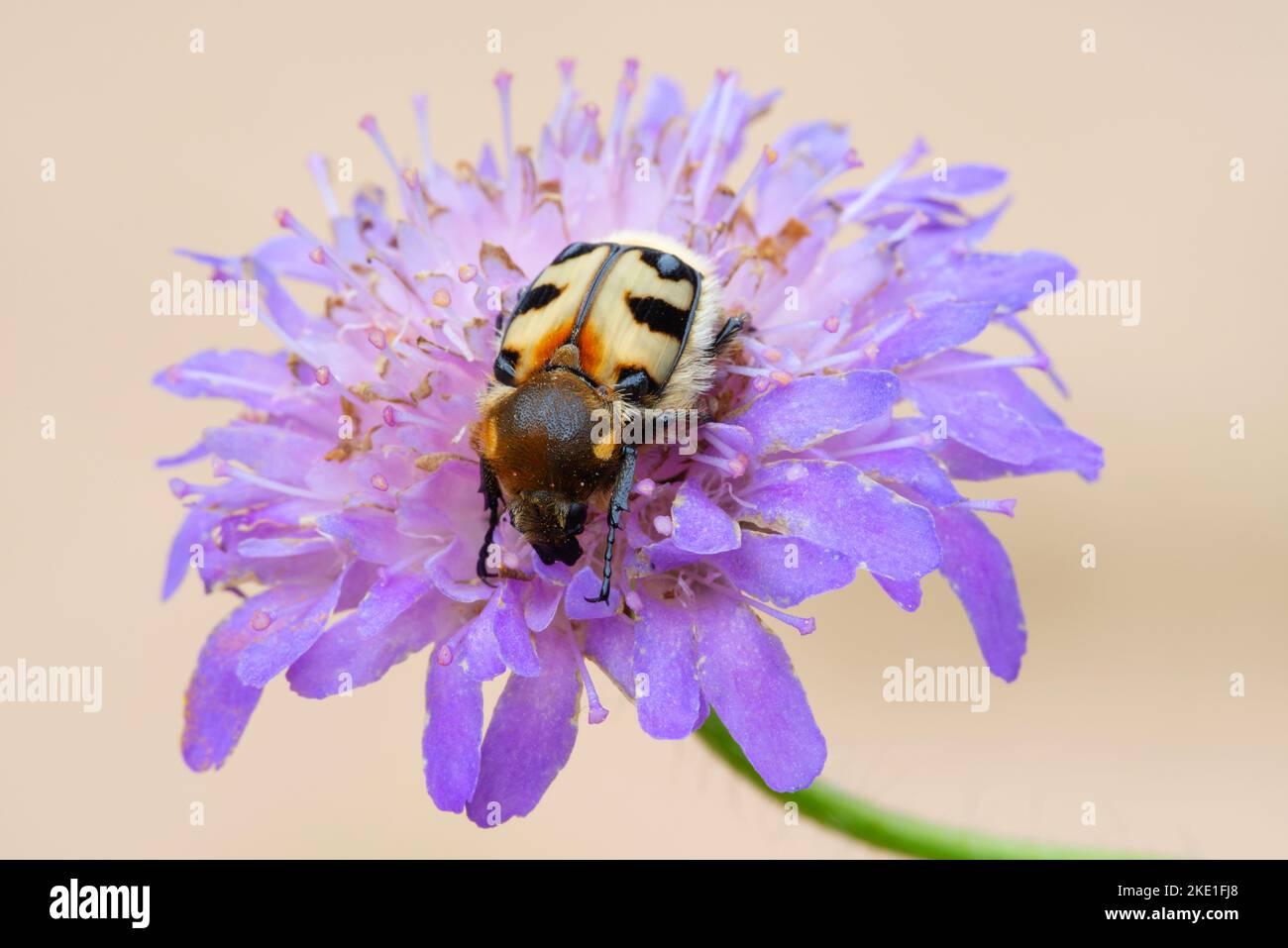 Fluffy black-spotted Bee beetle (Trichius fasciatus) on a flower ...