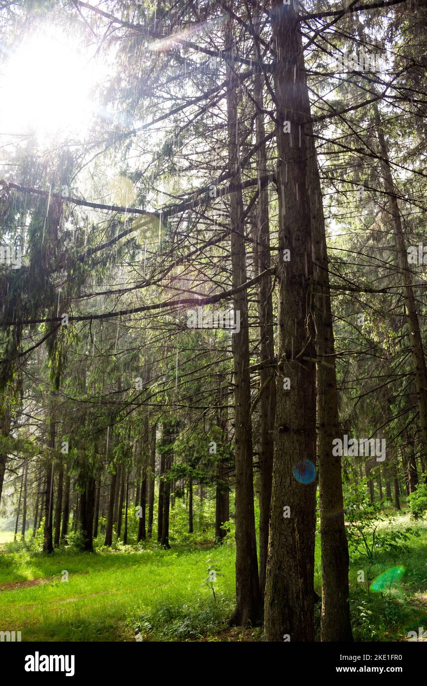 Heavy rain in a coniferous forest in summer, vertical view Stock Photo ...