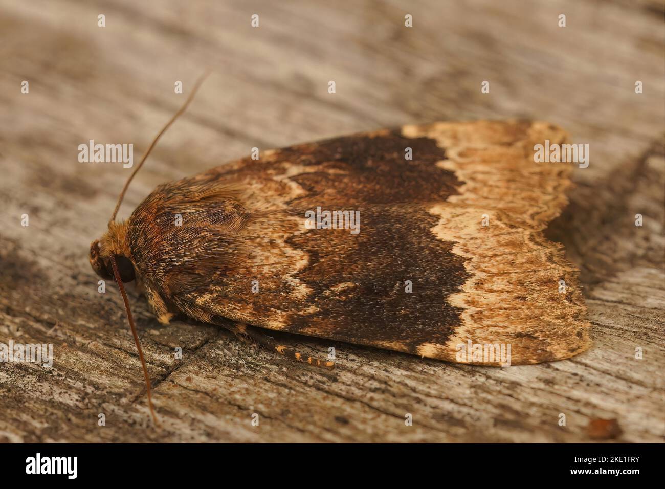 A closeup of a Amphipyra perflua moth on a wood Stock Photo - Alamy