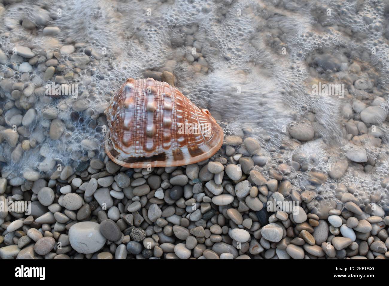 A closeup of a sea snail, Cypraecassis rufa in water around small rocks ...