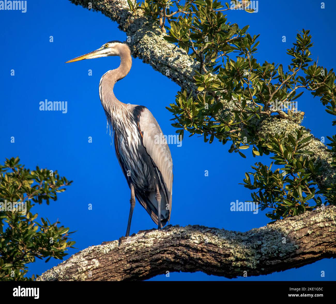 A heron perched on a tree and keeping an eye on the fishing area Stock ...