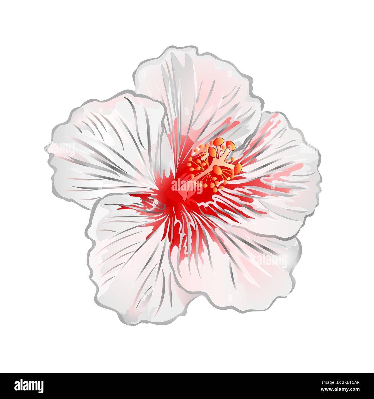 Hibiscus white flower tropical plant on a white background vintage ...