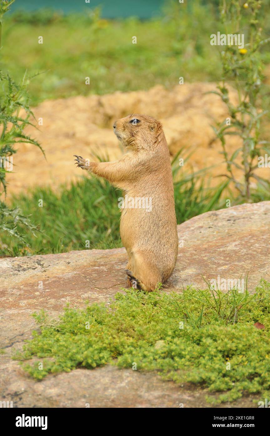A vertical closeup of a prairie dog standing on the ground, grass ...