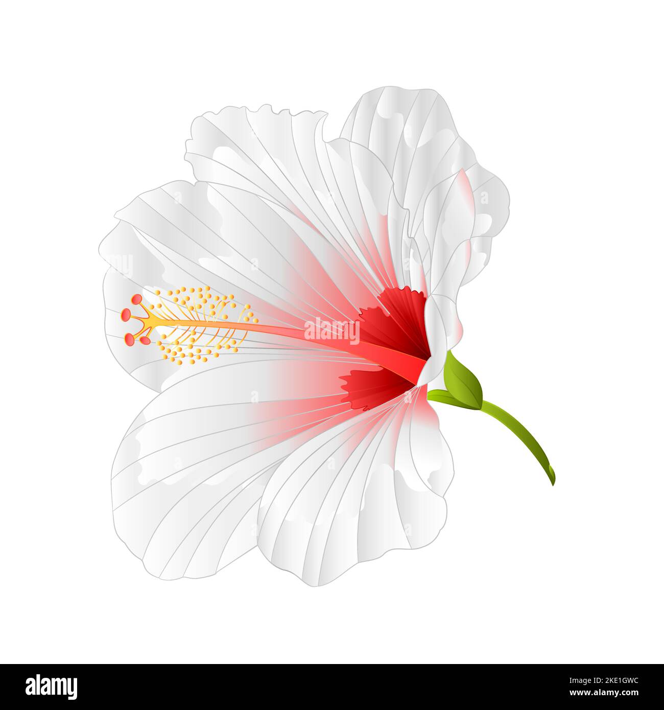 Flower tropical plant hibiscus white on a white background vintage ...