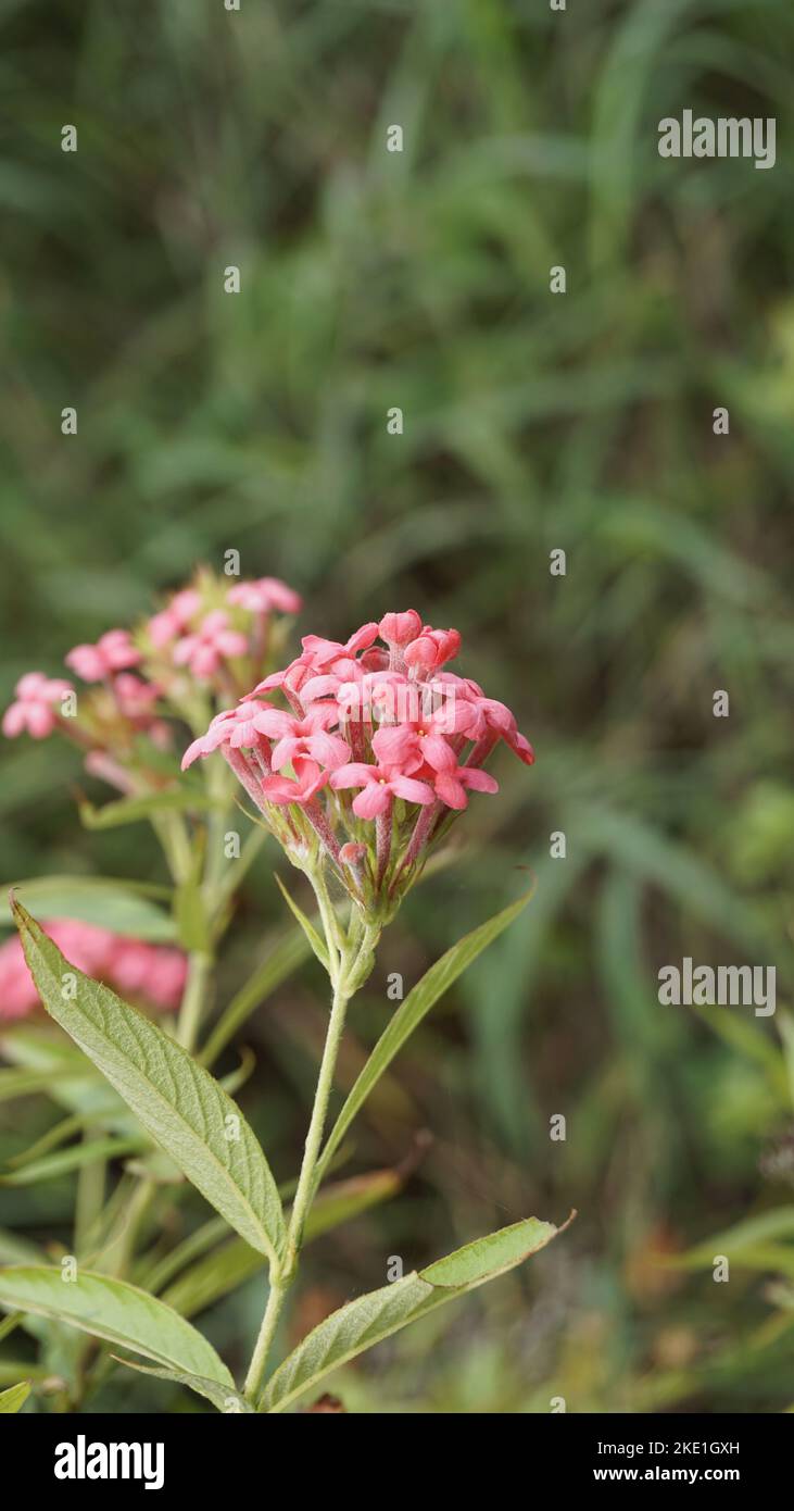 Closeup of rose color flowers of Arachnothryx leucophylla also known as ...