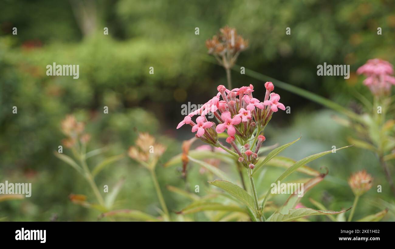 Closeup of rose color flowers of Arachnothryx leucophylla also known as ...