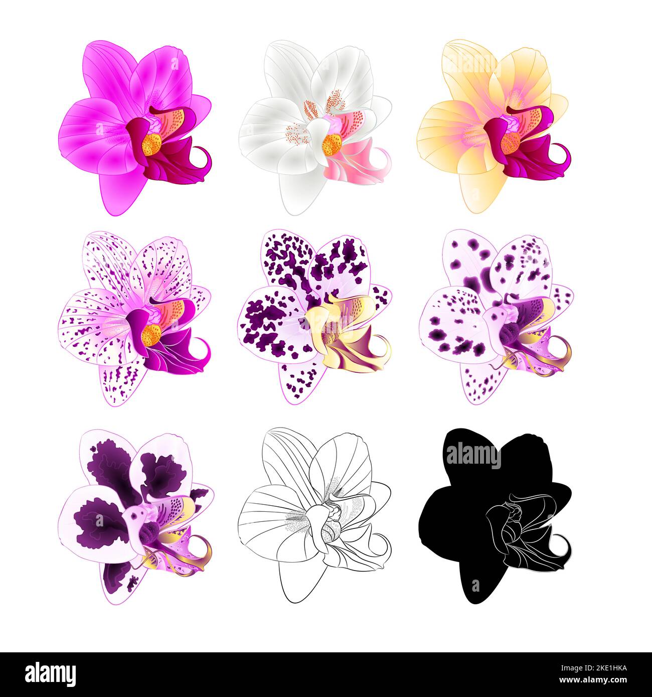 Orchid Phalaenopsis Various Colours Natural Outline Silhouette Flower