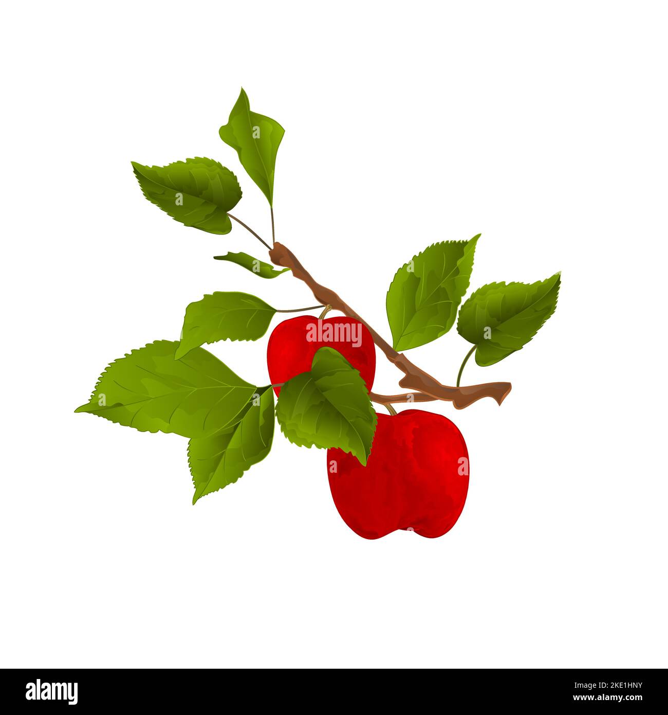 Apples branch drawing illustration Cut Out Stock Images & Pictures - Alamy